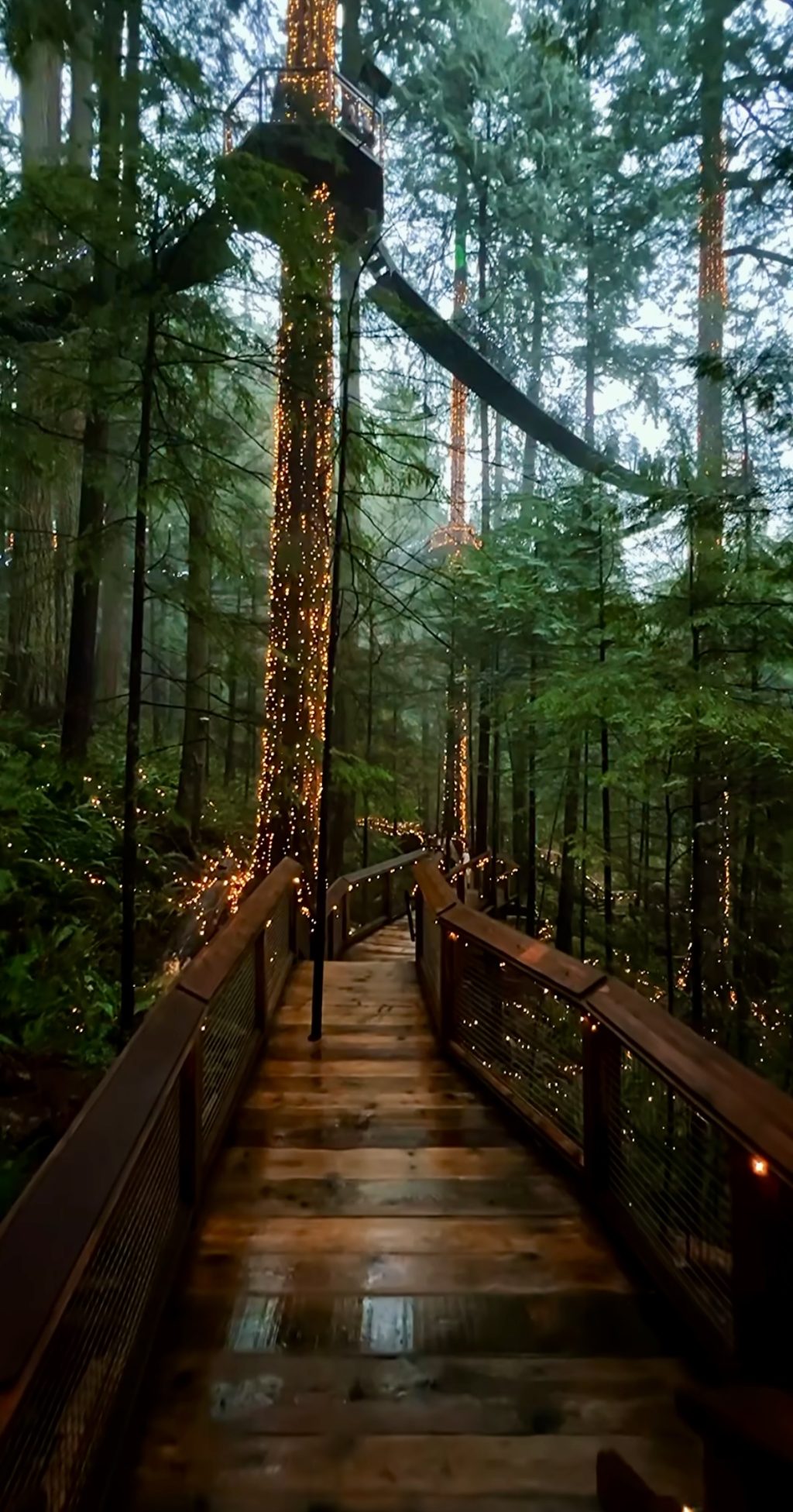 Canyon Lights at Capilano Suspension Bridge